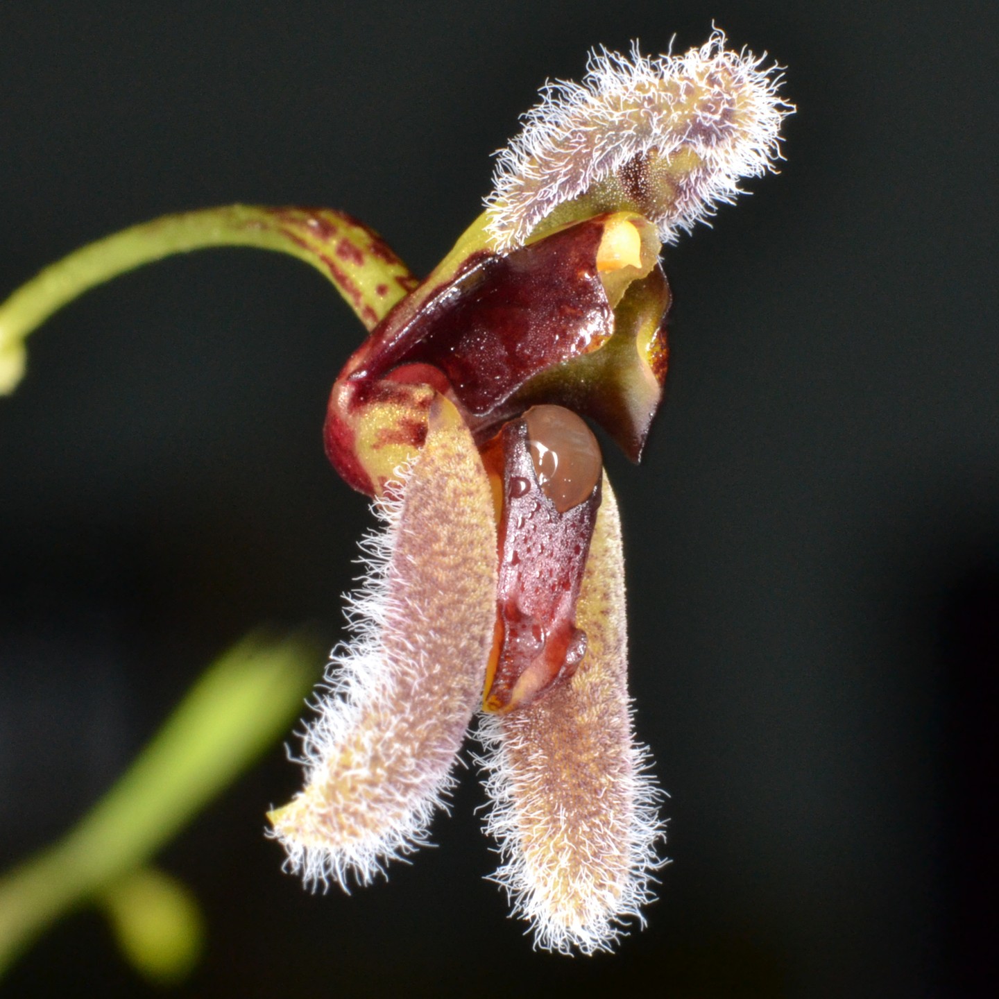 Lepanthes and More – Home of the National Collection of Lepanthes and ...